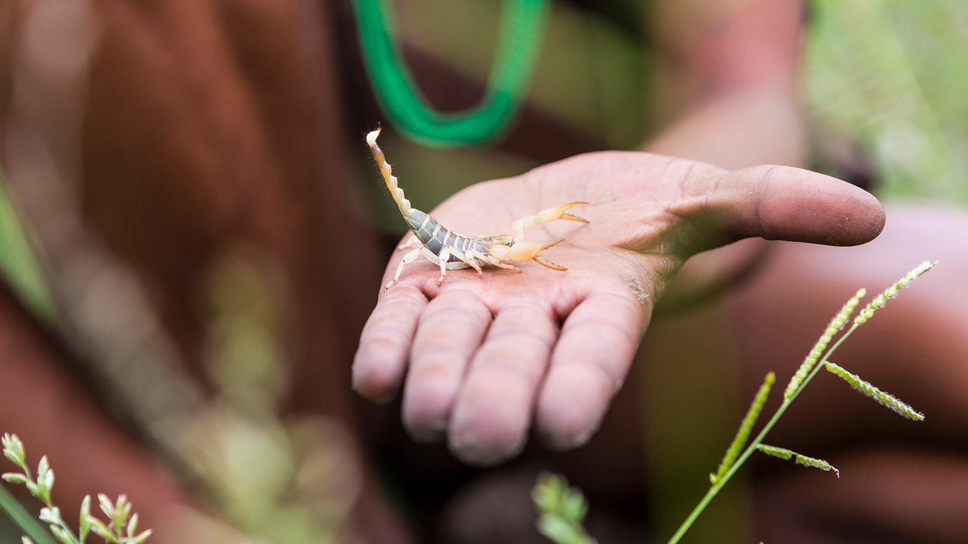 Akrep Sokması Evde Nasıl Tedavi Edilir?